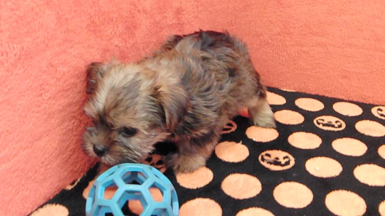 Brussels Griffon x Yorkie girl 2 puppy - YouTube