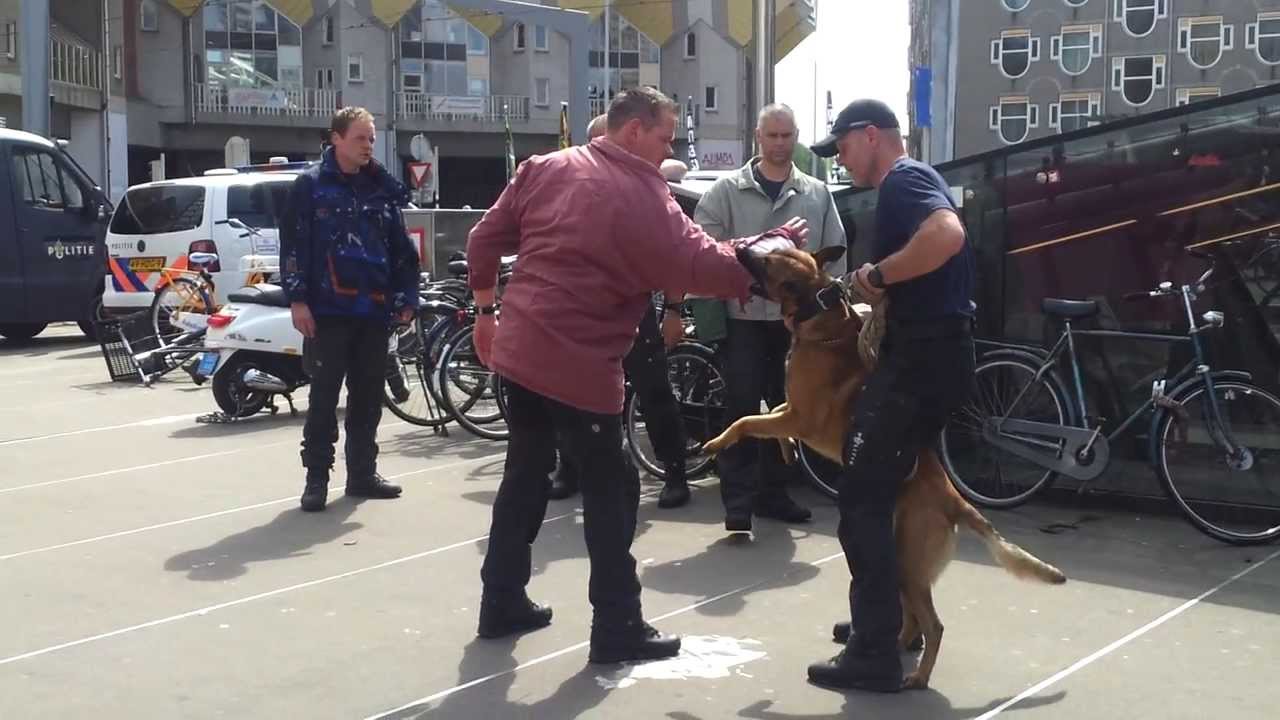 Politie traint met honden in de binnenstad van Rotterdam. - YouTube