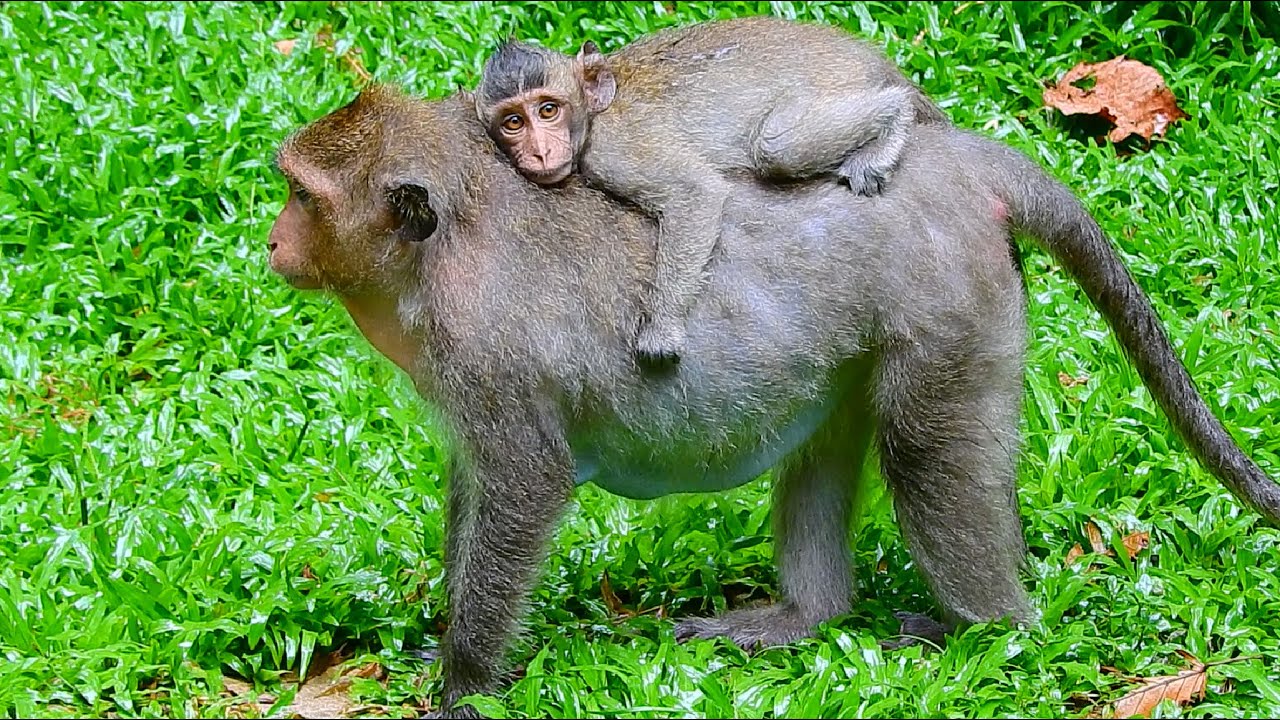 Great Job! Jinx Jinx is Hard Work to nurse a little Jester Monkey ...