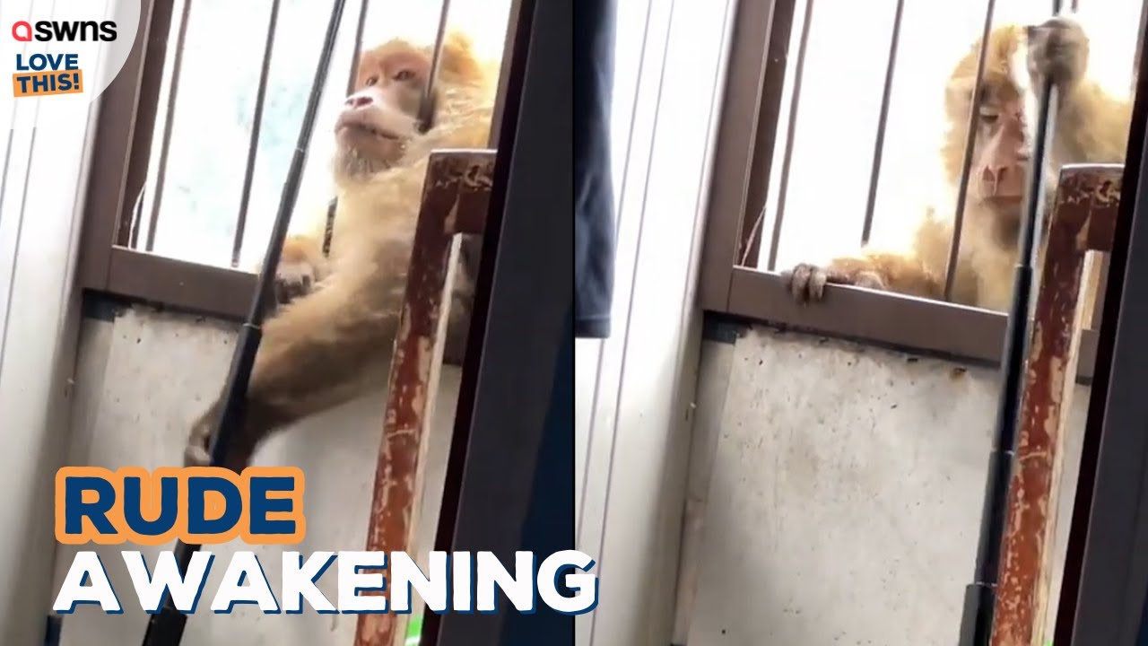 Monkey's rude awakening 🙊 | LOVE THIS! - YouTube