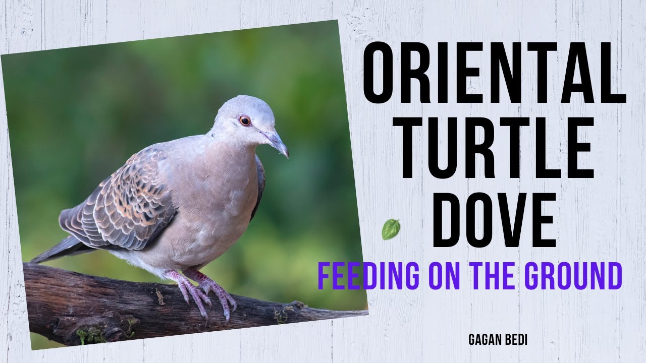 Oriental Turtle Dove feeding on the ground #turtledoves #dove ...