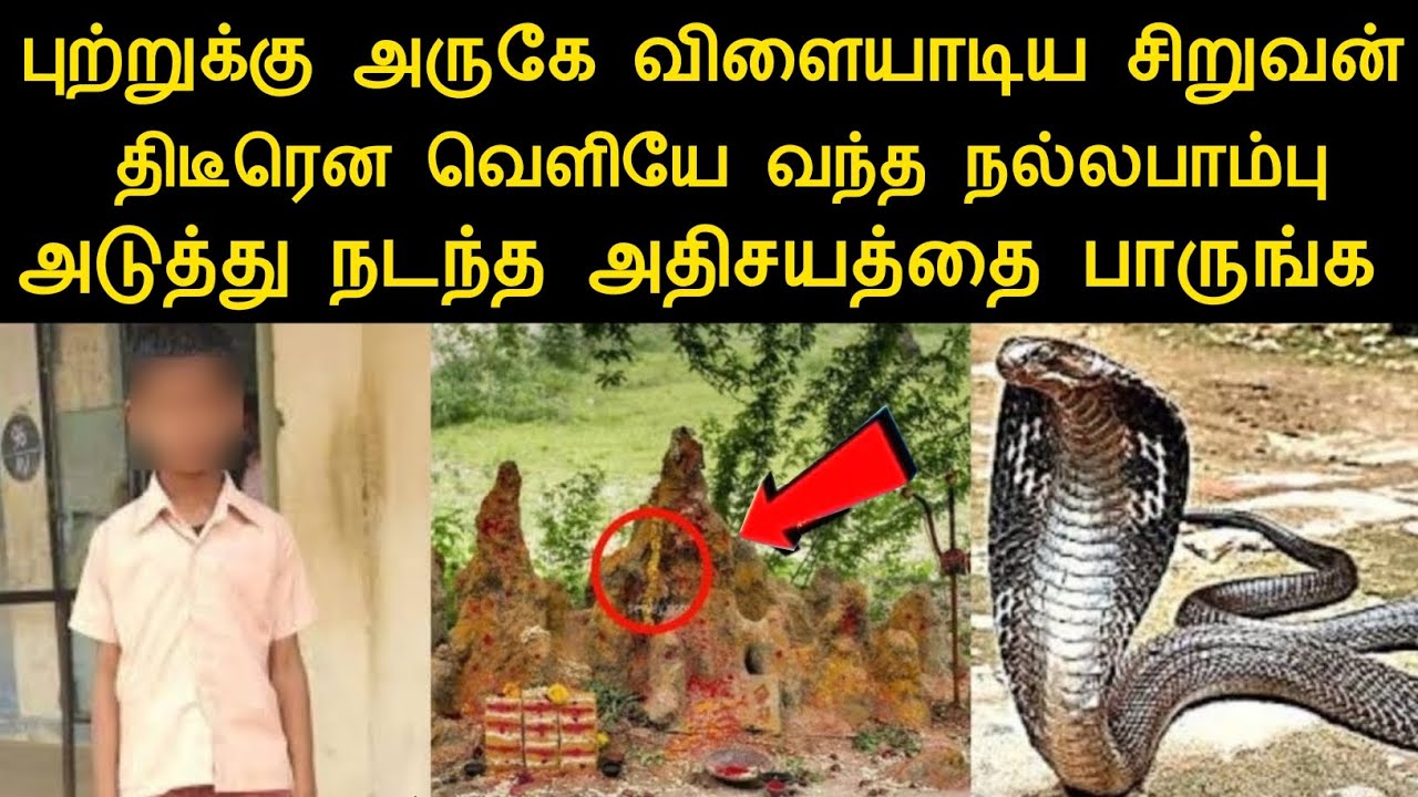 பாம்பு புற்று அருகே விளையாடிய சிறுவன் திடீரென வெளியே வந்த பாம்பு பிறகு ...