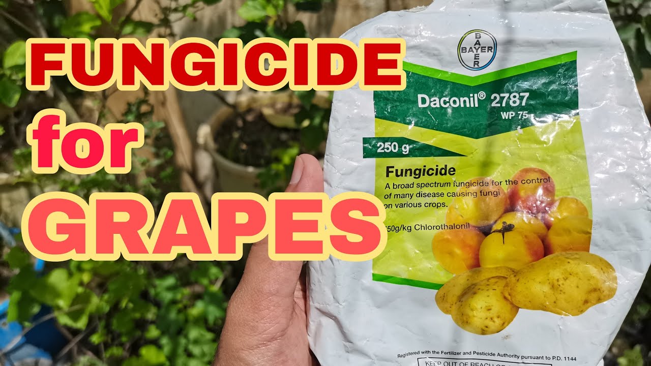 FUNGICIDE FOR GRAPES | Growing grapes in the Philippines - YouTube