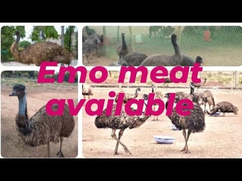 FRESH AND HEALTHY EMO MEAT AVAILABLE AT IR DESI FARM AT BARKAS CONT ...