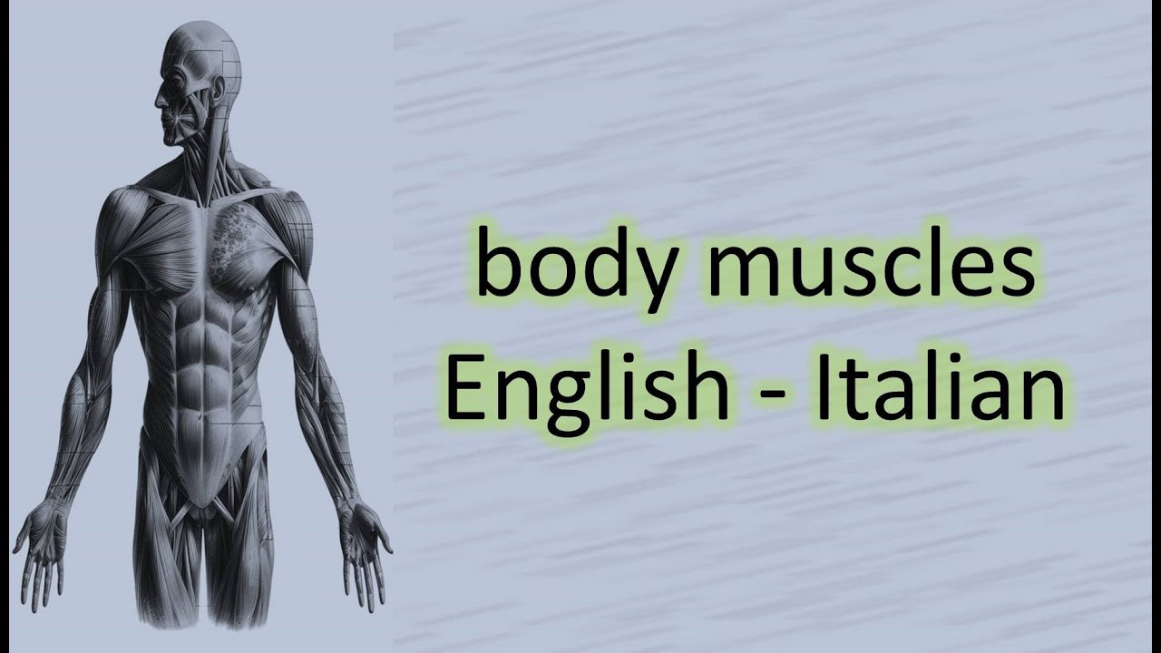 Body muscles in English and Italian - YouTube