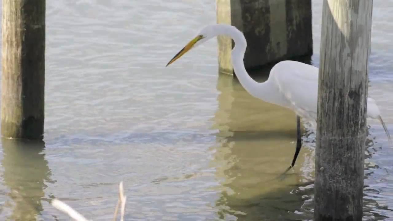 SHORT WILDLIFE CLIPS - YouTube