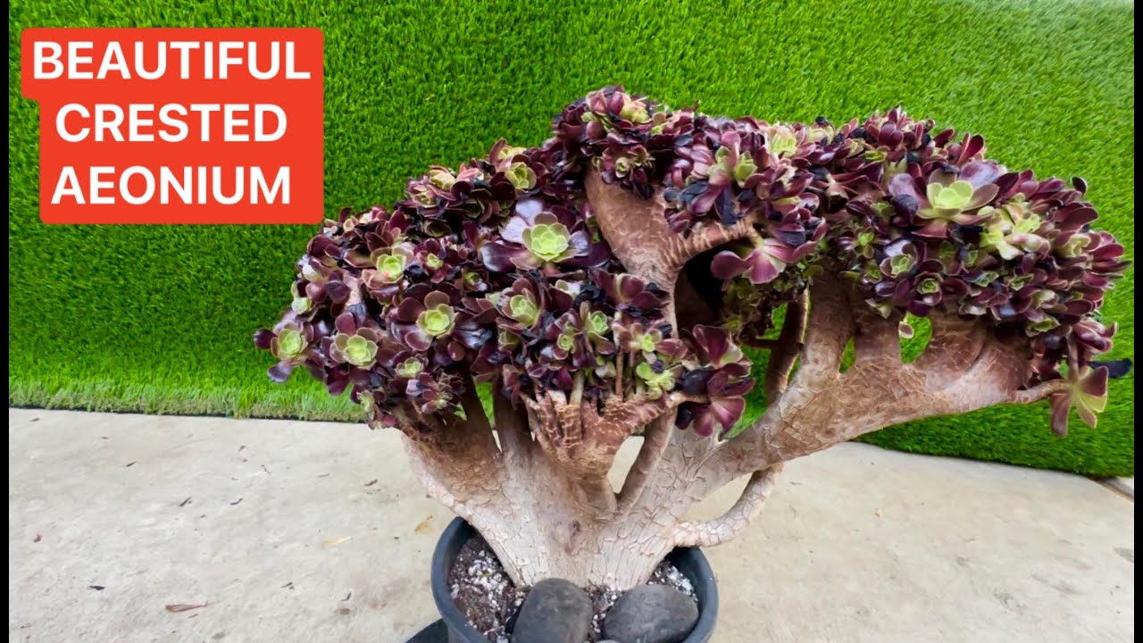 KOREAN SUCCULENTS FOR SALE BIG AEONIUM CRESTED | CREST AEONIUM FIESTA ...