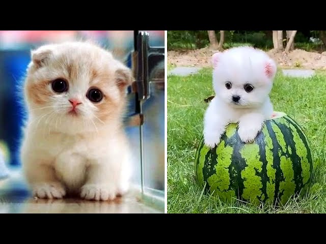 Top 100 Cutest Animals Top 10 Cutest Baby Animals In The World The