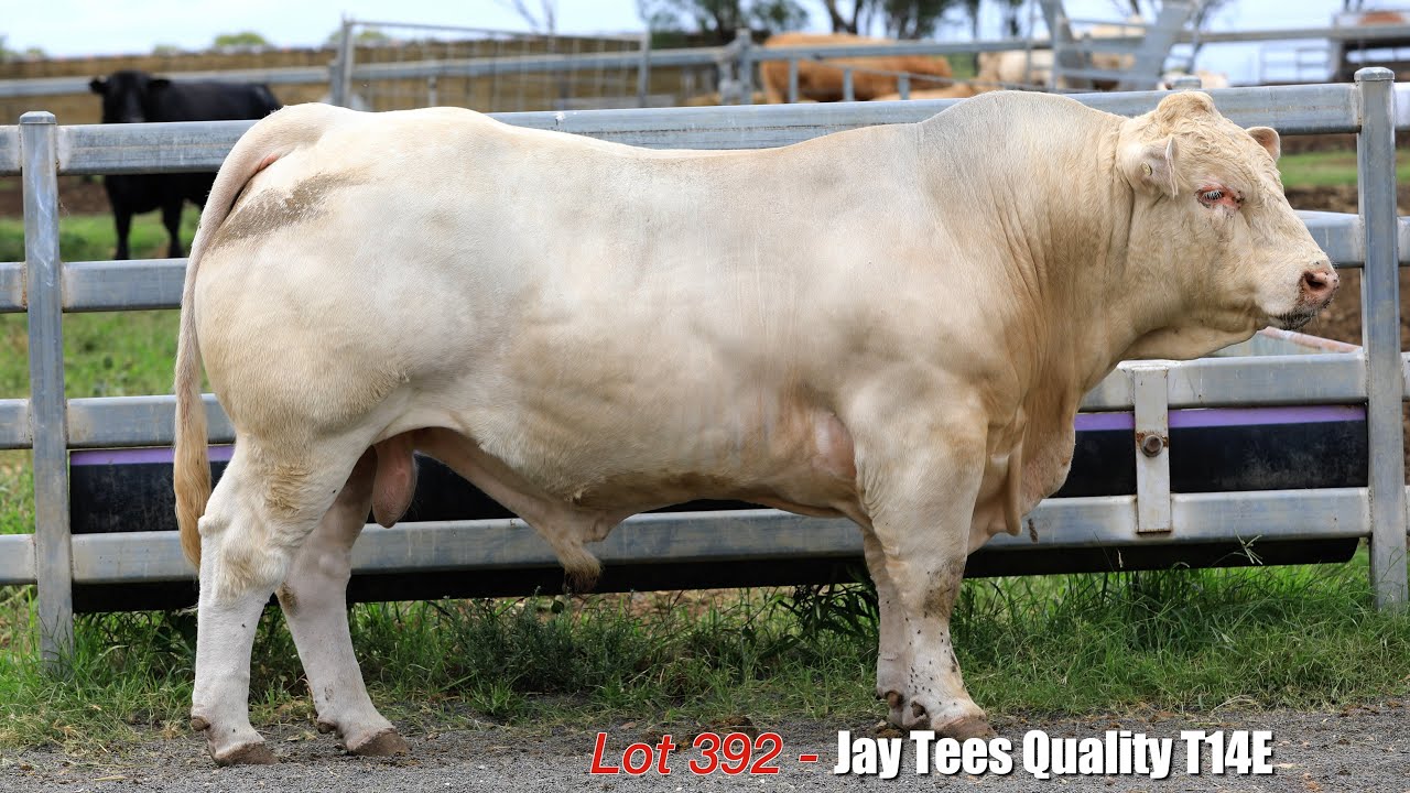Lot 392 Jay Tees Top Quality T14E - YouTube