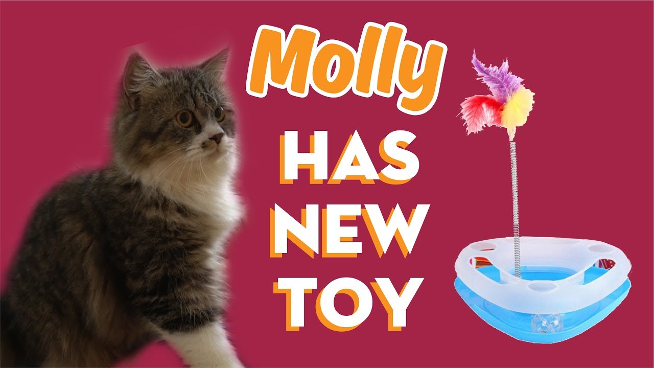Cat Molly is playing with a new toy | He seemed quite cheerful with a ...