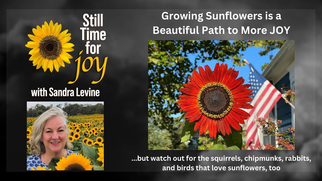 Growing Sunflowers is a Beautiful Path to More Joy Despite the Many ...