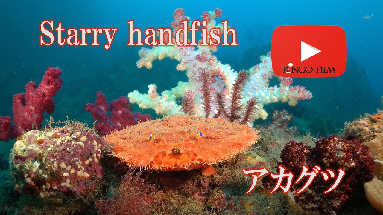 激レア生物 アカグツ Starry handfish 深海魚 オキアカグツ Red Batfis - YouTube