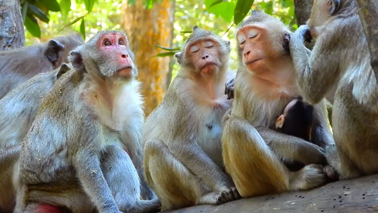 Monkey Jane Surprised to See Brighten Caring for Sumi's Newborn - YouTube