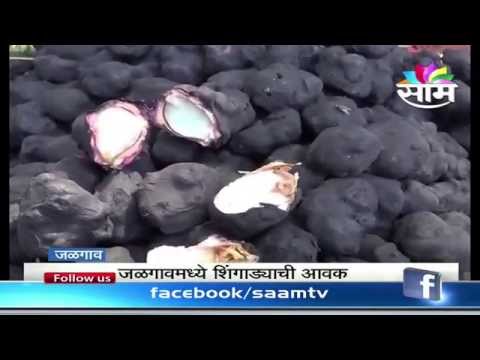 Shingada fruit sees increase demand in Jalgaon - YouTube