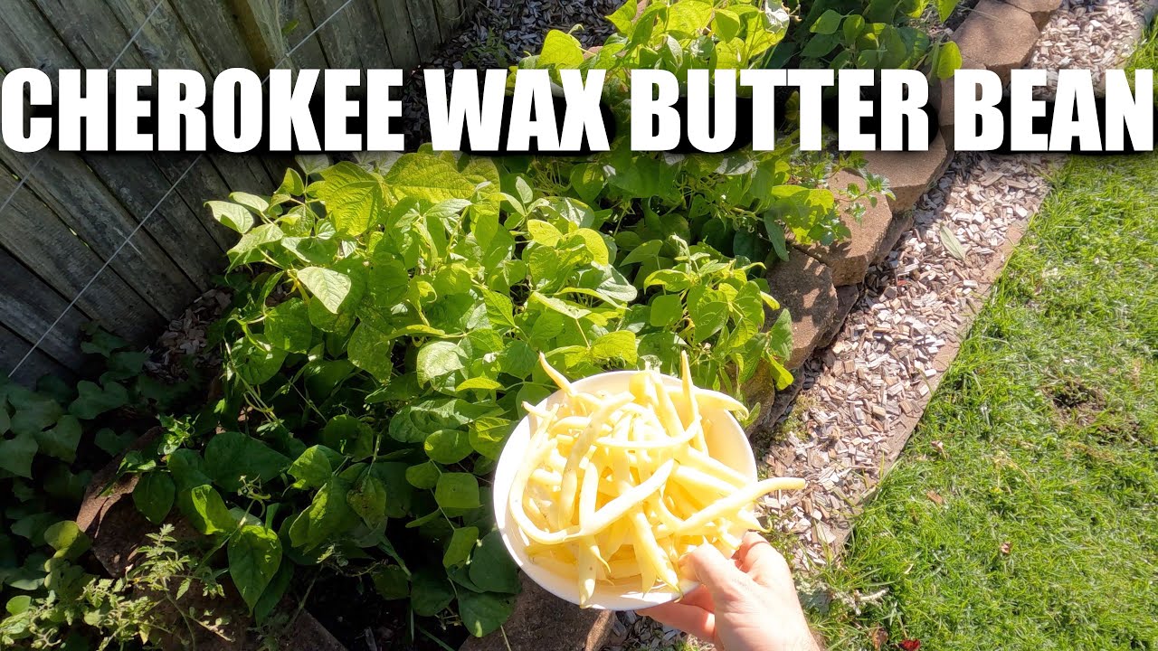Bean harvest (Cherokee Wax Butter Bean) - YouTube