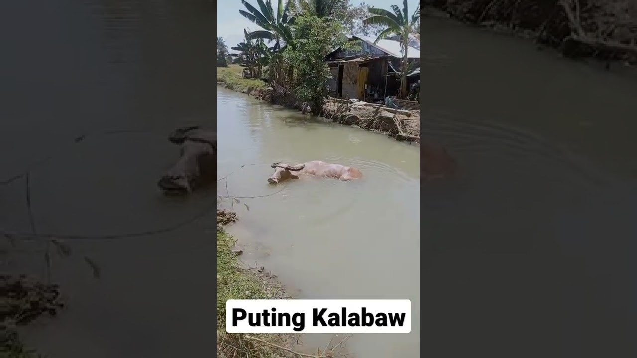 Puting kalabaw - YouTube
