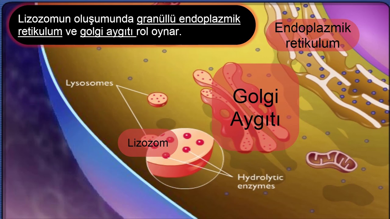 lizozom - YouTube