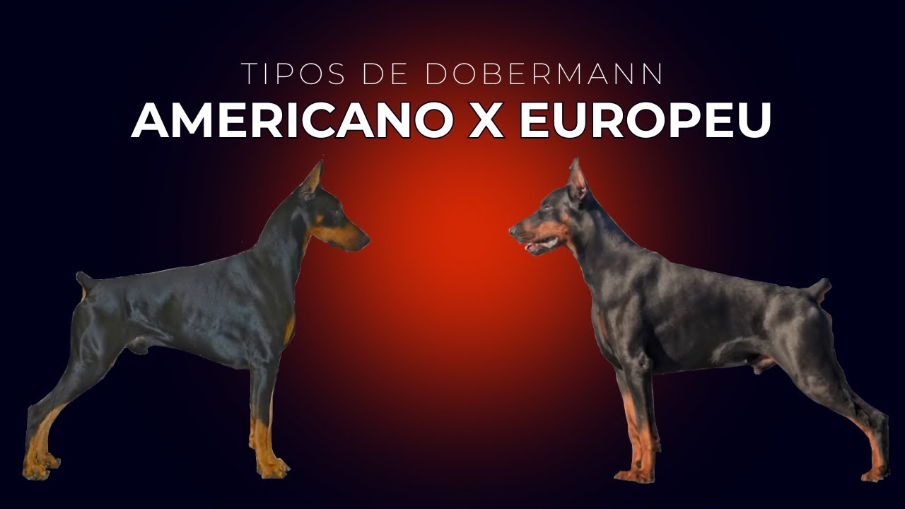 Dobermann AMERICANO x Dobermann EUROPEU 💥 #cabanhaffdobermanns - YouTube