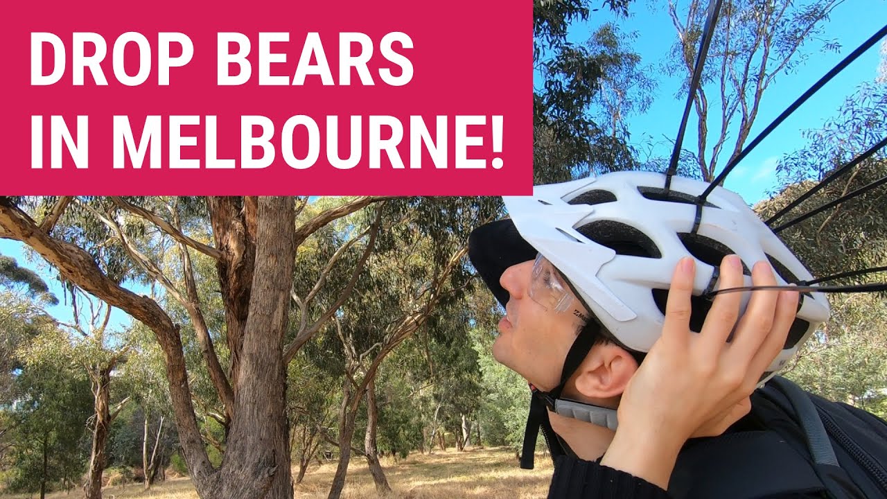 The Mysterious Drop Bears of Melbourne - YouTube
