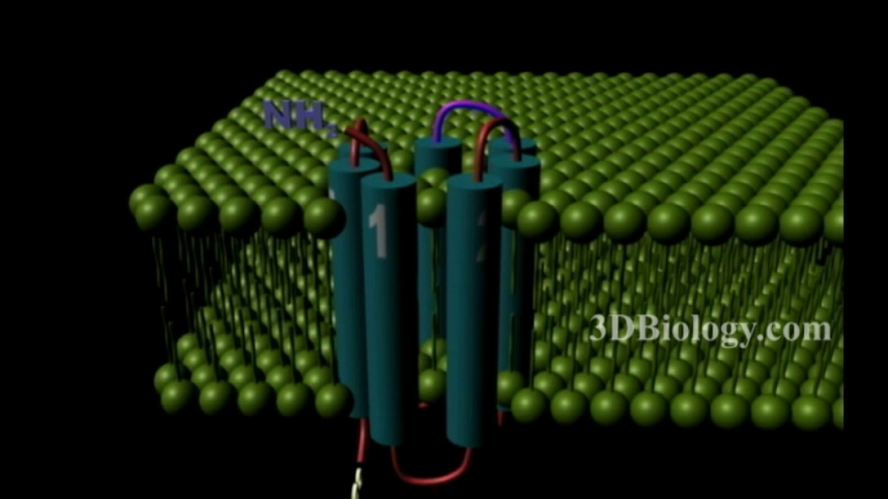 N-formyl peptide receptor 1 (FPR1) - YouTube
