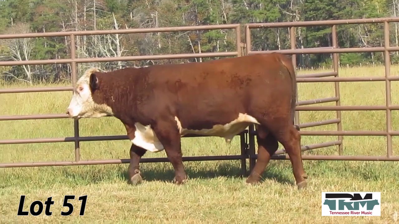 HIgh Cotton Bull Sale 2019 Lot 51 - YouTube