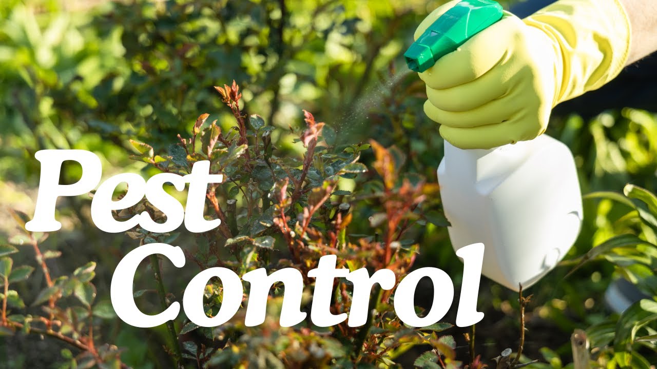 Green Guard_ Mastering Organic Pest Control - YouTube