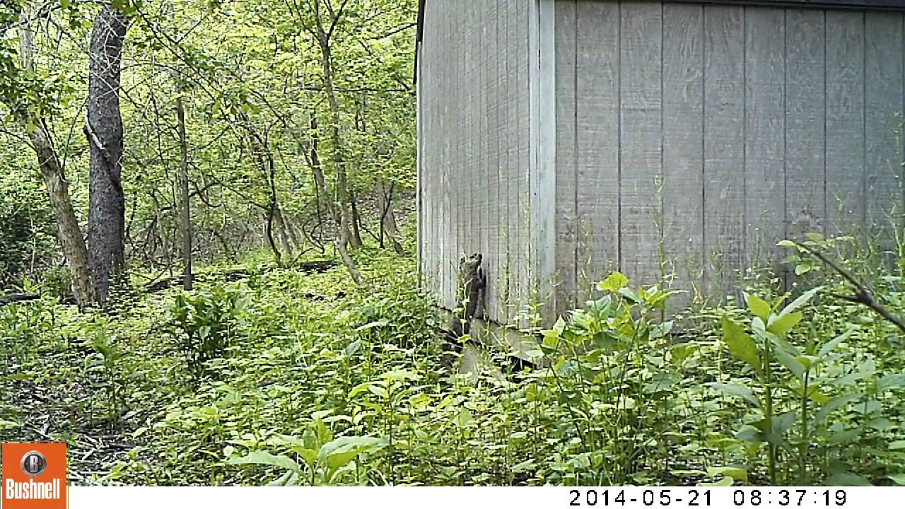 Scrubgrass Run 2014-05-20 Groundhog in front of Shed - YouTube