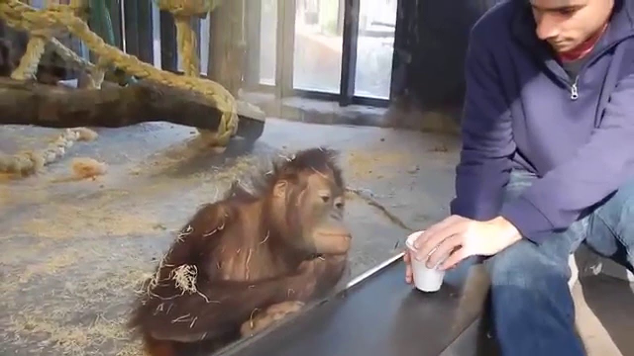 A Must See - Orangutan Loves Magic Trick ! HD - YouTube