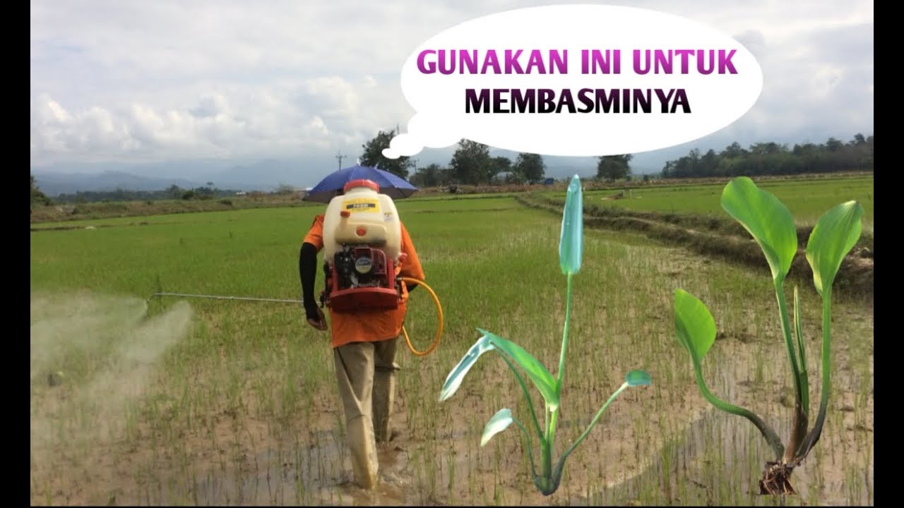 #PETANIMUDA Begini cara membasmi gulma eceng gondok pada tanaman padi ...