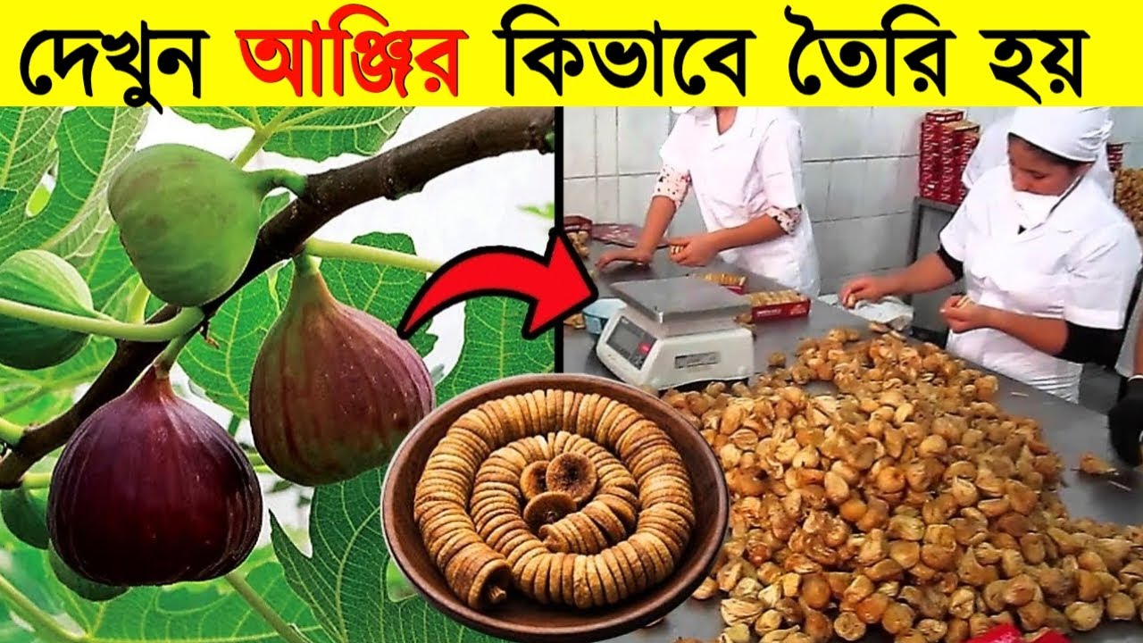 এ কারনেই আঞ্জিরের দাম আকাশ ছোয়া।যেভাবে তৈরি হয় এটি। How Figs are Made ...