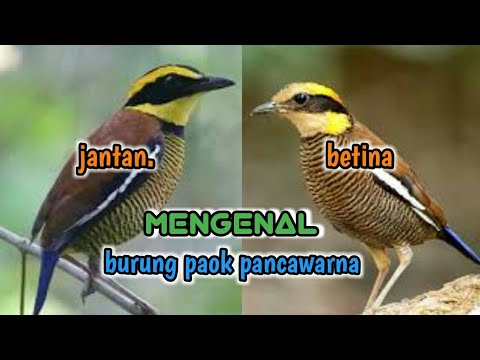 Mengenal burung paok pancawarna | burung unik bersuara lantang dan ...