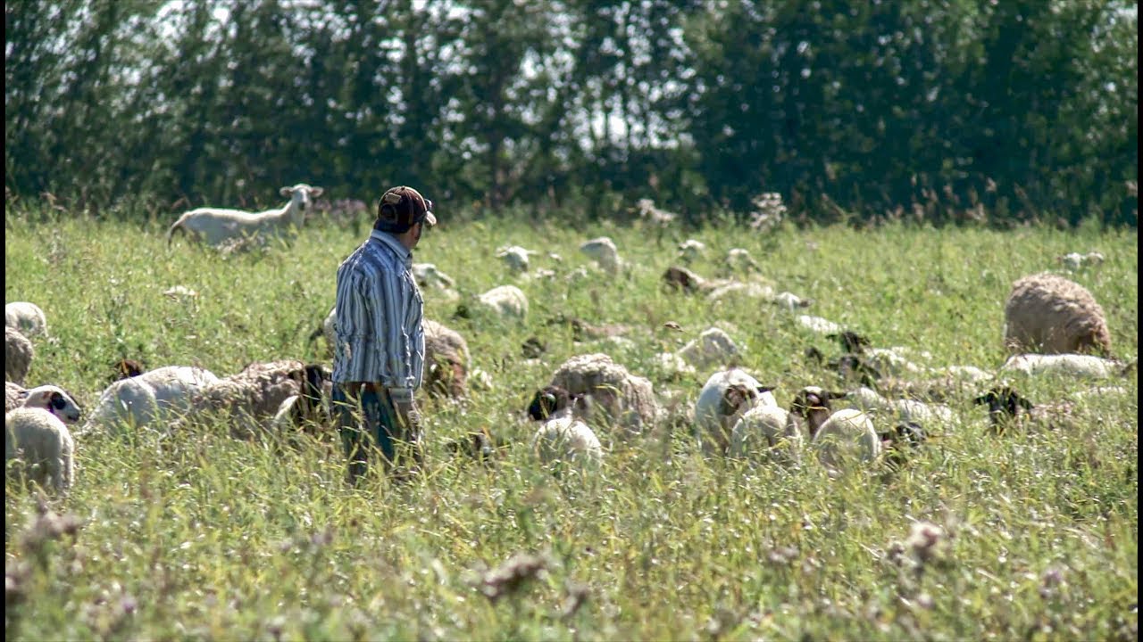 Starting Your Own Sheep Ranch YouTube starting-your-own-sheep-ranch-youtube
