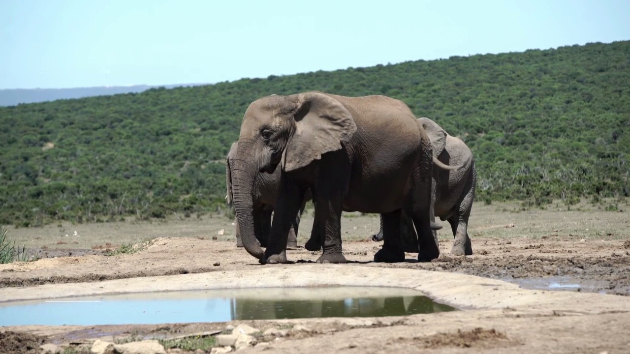 Even Elephants Stretch - YouTube