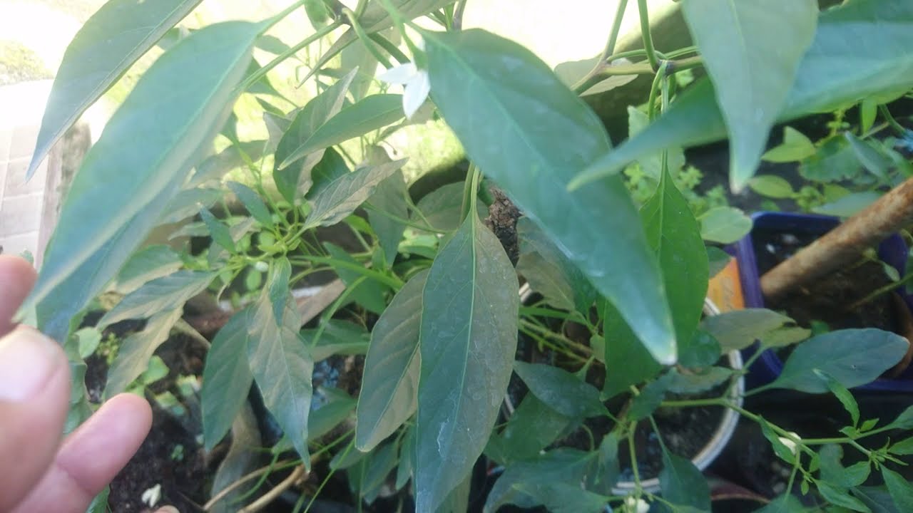 cara ampuh atasi daun keriting,kusam,keriput pada tanaman cabe tanpa ...