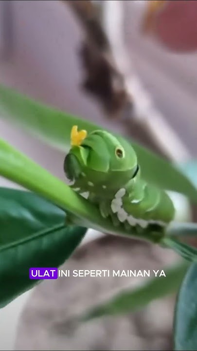 Karakter Utama Animasi Larva Berasal Dari Dunia Nyata ⁉️ - YouTube