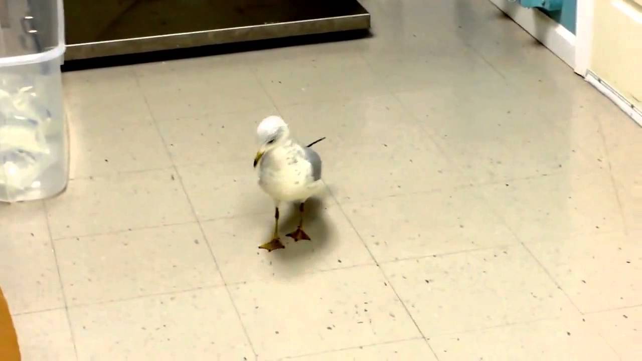 Seagull hilariously tap dances on command - YouTube