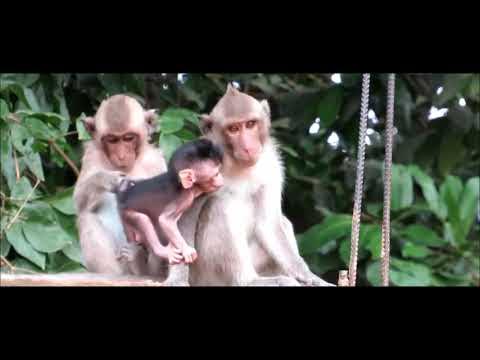 KWAMW MONKEY RAPING BABY MONKEY - YouTube