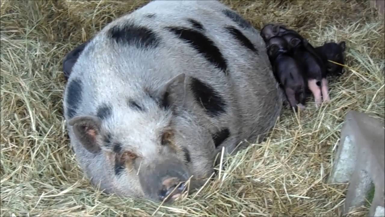 my pig gave birth to cute - YouTube