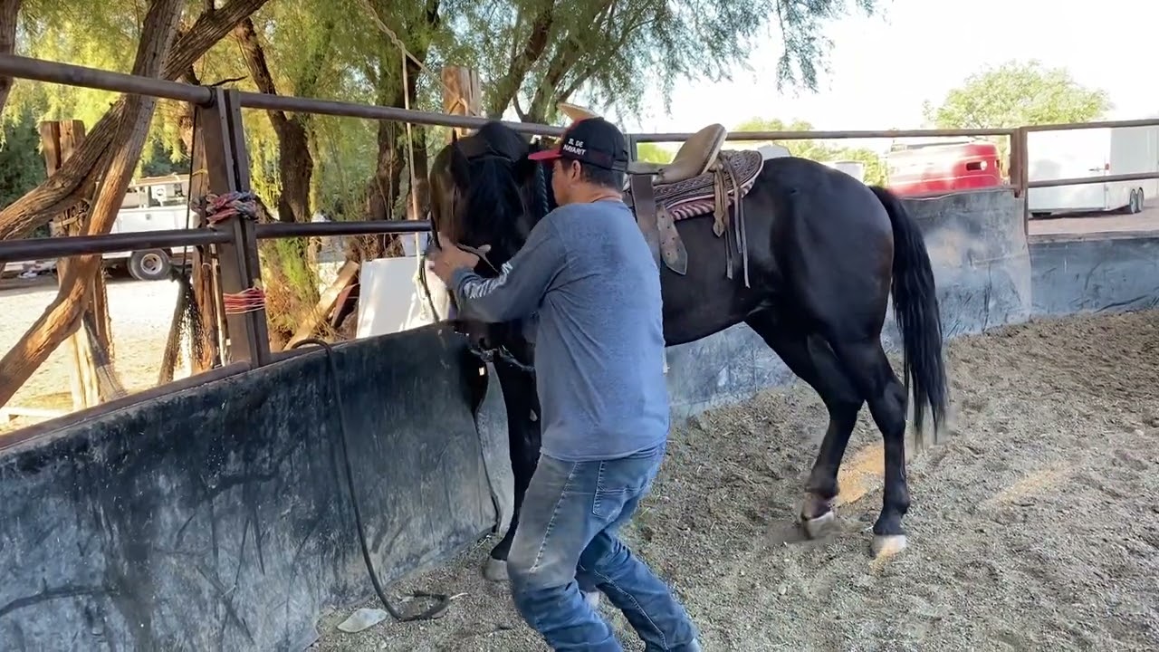 Mostrando el cambio de riendas corredizas a filete con rienda normal ...