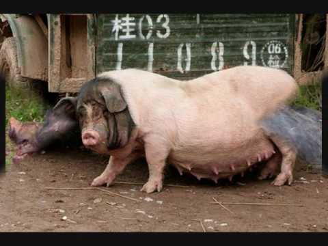 William Coorg...World's Biggest Pig - YouTube