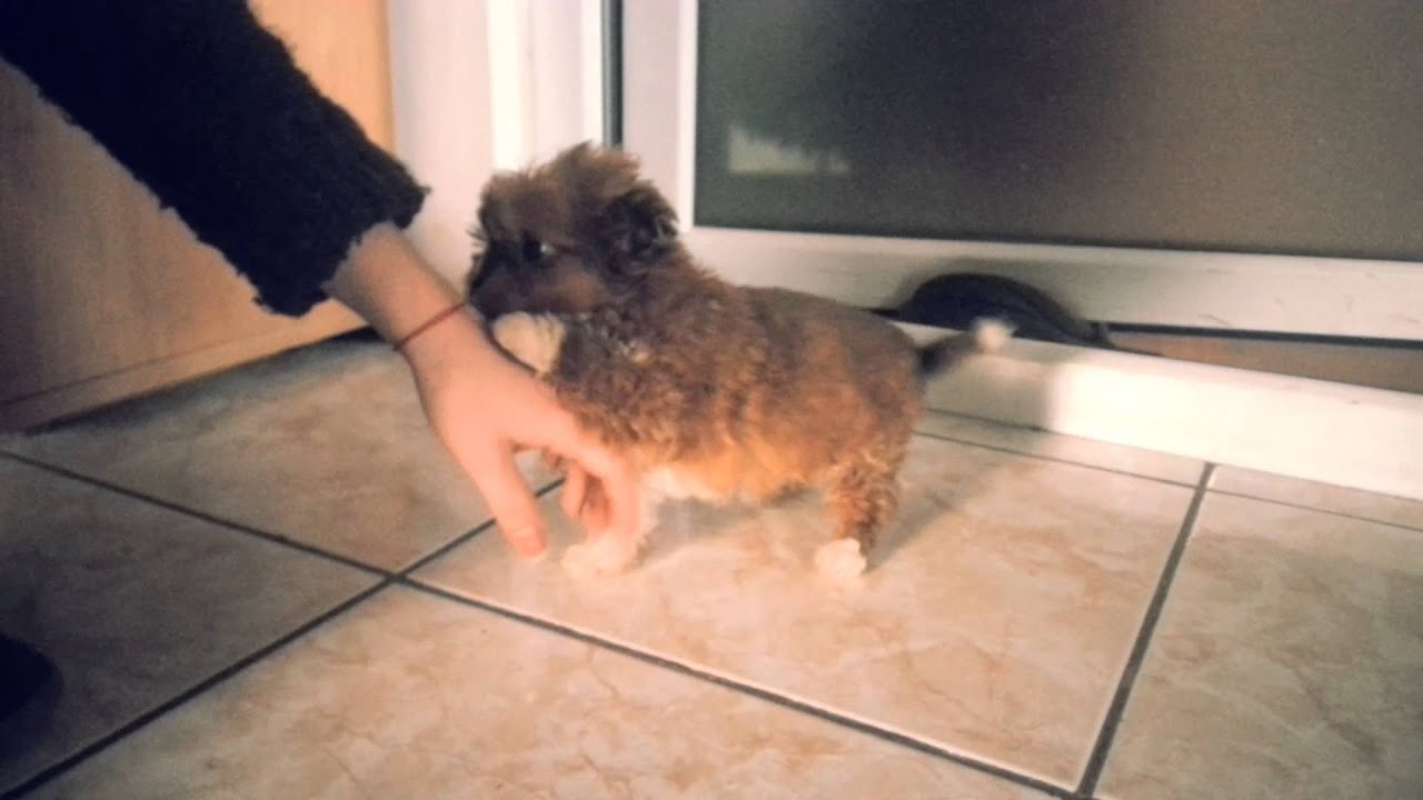 un catelus mic mic mic - YouTube