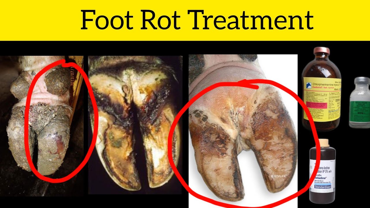 foot rot treatment ll Foot rot in cattle ll VET Knowledge - YouTube