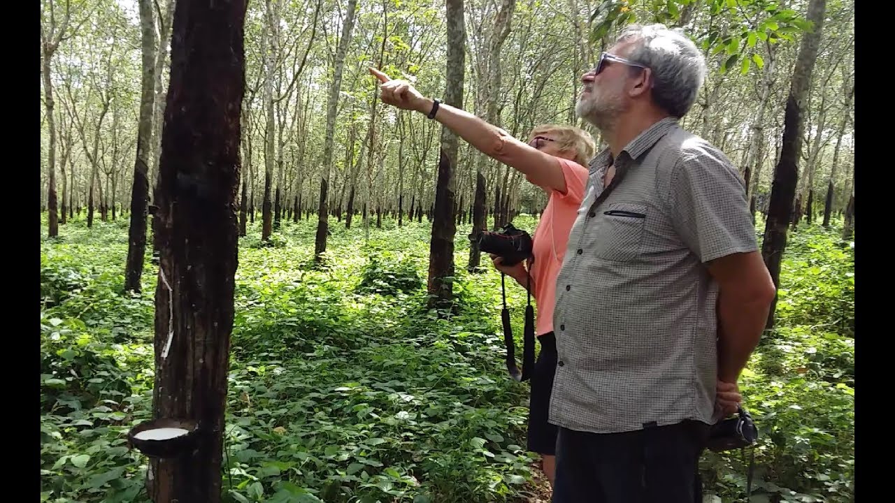 Rubber Tree In Cambodia - Cambodia Tourism HD - YouTube