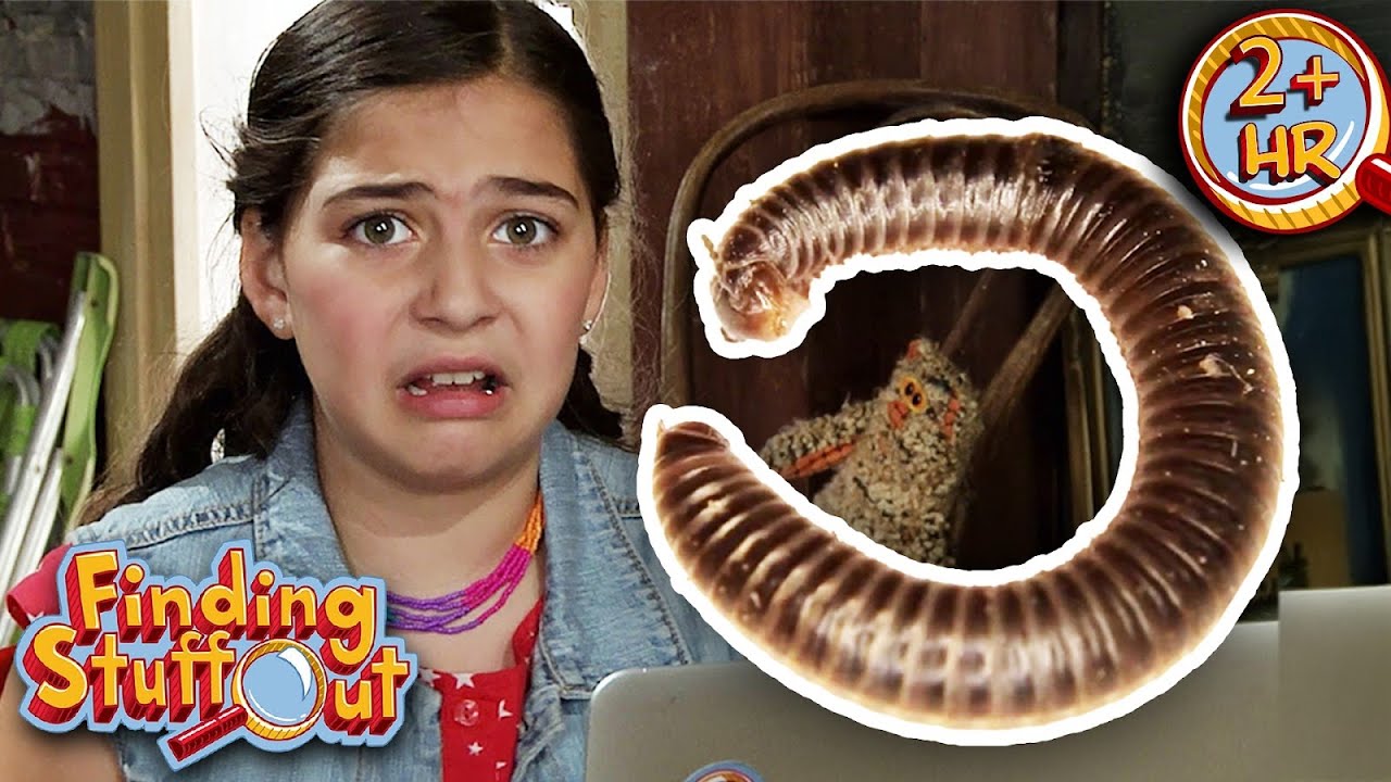 Can Animals Be Evil? The World’s Creepiest Creatures | Finding Stuff ...