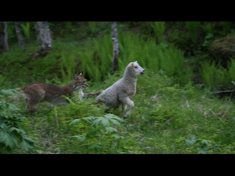 Vaşak Kedisi Saldırı Lynxes Cat  Attacks   2017