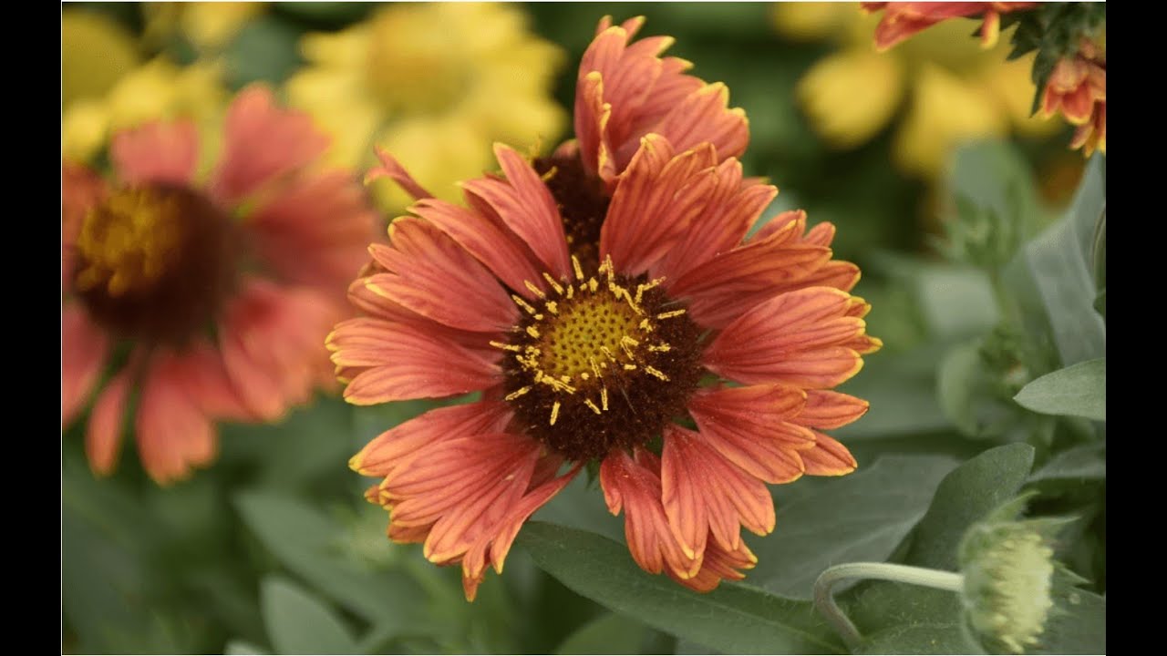 Deadheading Daisy – A Step-by-Step Guide - YouTube