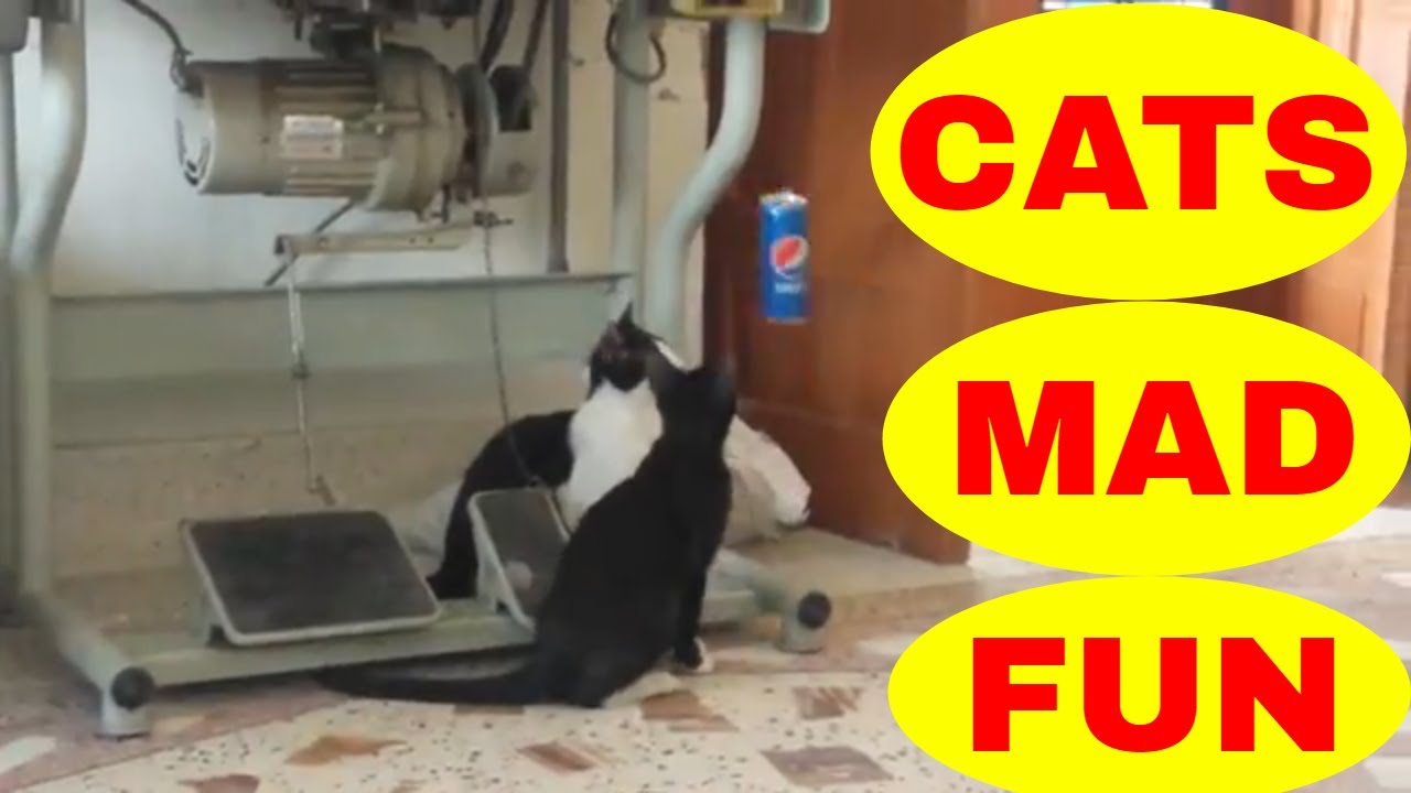 Funny cat playing with Pepsi/cats teenage male plus/cat plus great hom ...