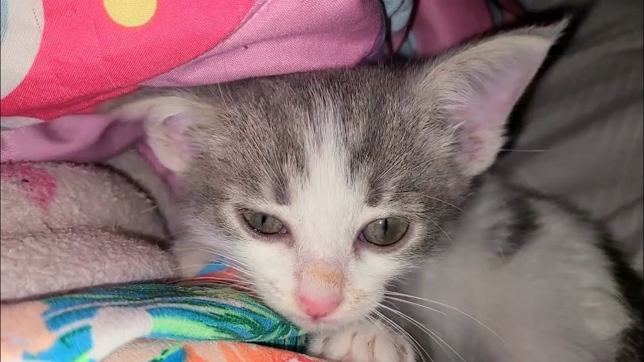 kitten purring machine - YouTube