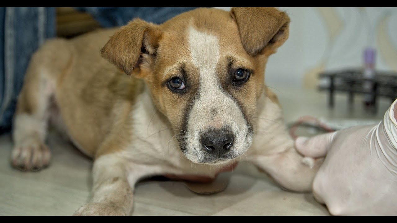 This Sad Poor little Puppy Will Make Your Heart Melt! - YouTube