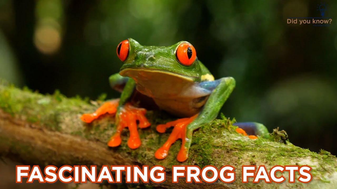 Fascinating Frog Facts - YouTube